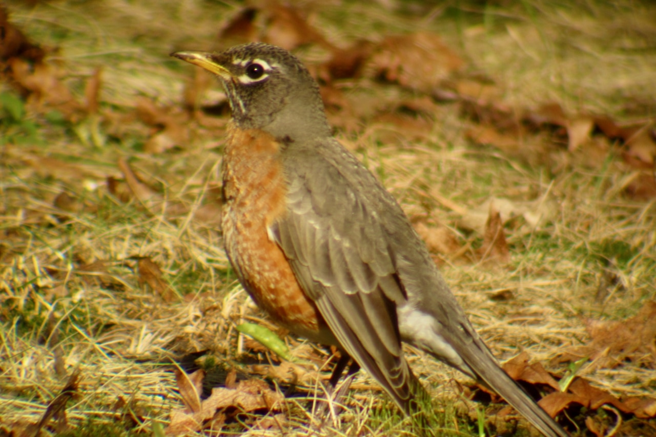 Want to Boost your Mental Health? Listen to Bird Songs – Wareham Land Trust