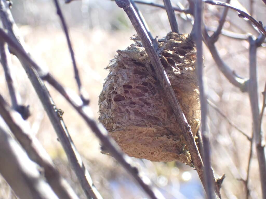 Winter Wonder Program Series (Dec – Mar) – Wareham Land Trust