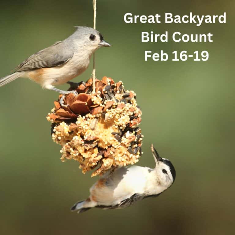 Join the Great Backyard Bird Count! – Wareham Land Trust