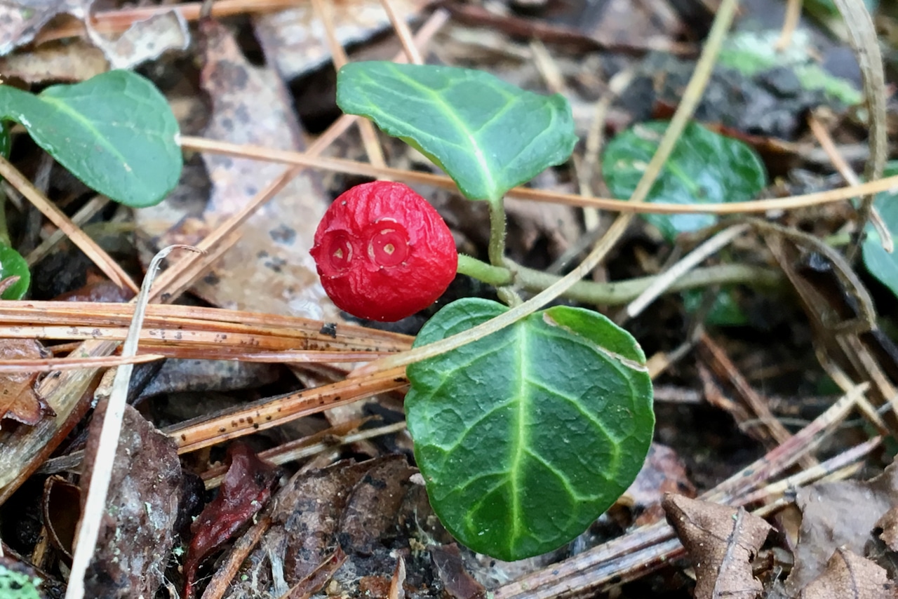 Partridgeberry – 1 berry from 2 flowers – Wareham Land Trust