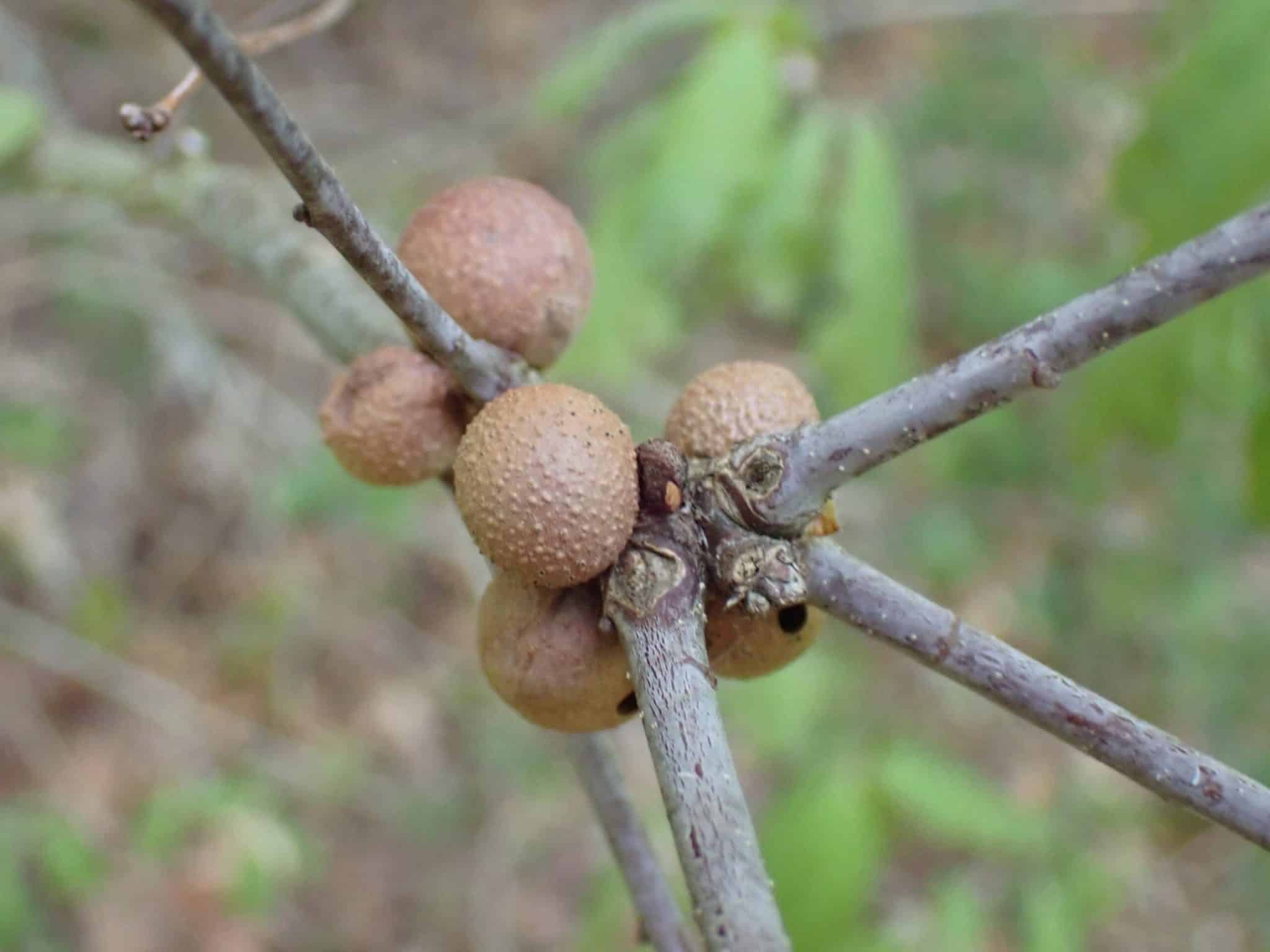 All About Galls – Wareham Land Trust