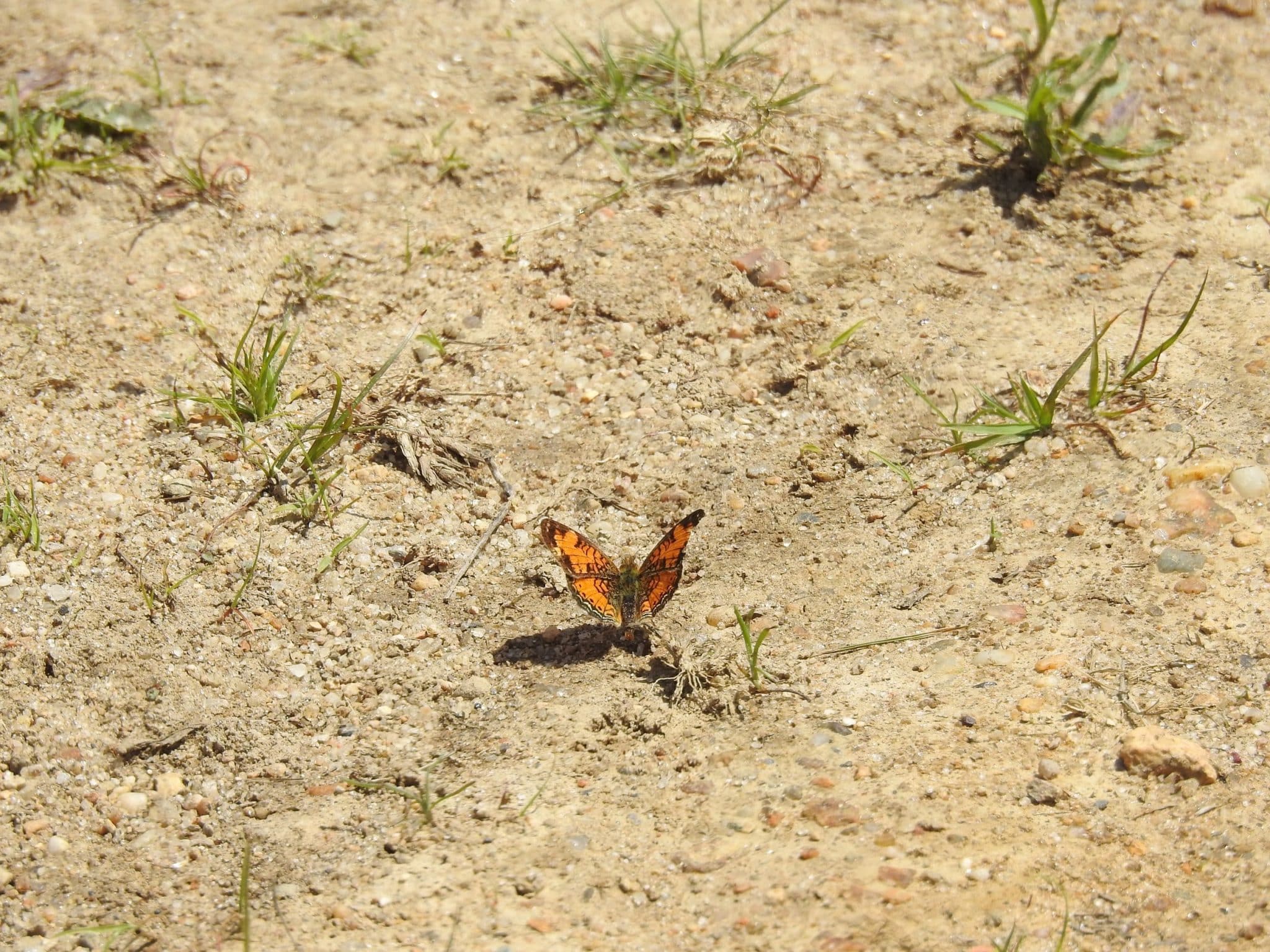July 2021 Butterfly and Insect Walk – Wareham Land Trust