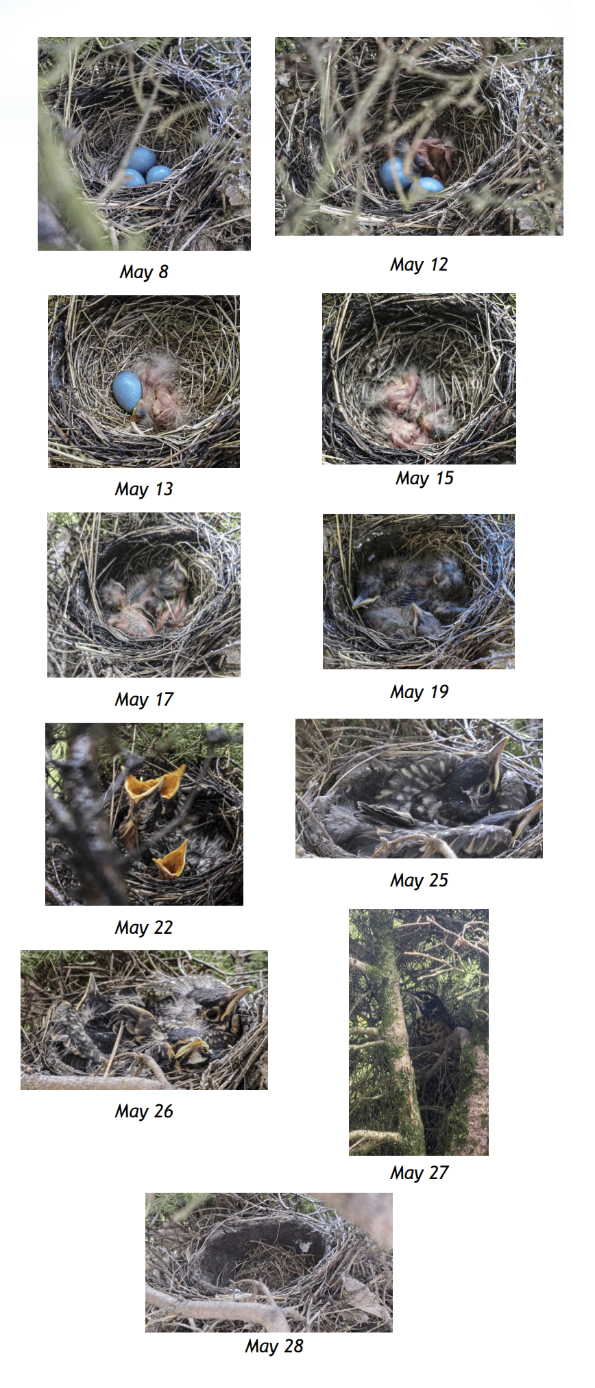 Robins In The Hood – Wareham Land Trust