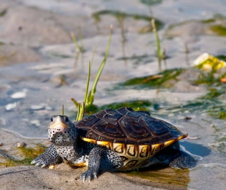 Diamondback Terrapins Are Nesting! – Wareham Land Trust